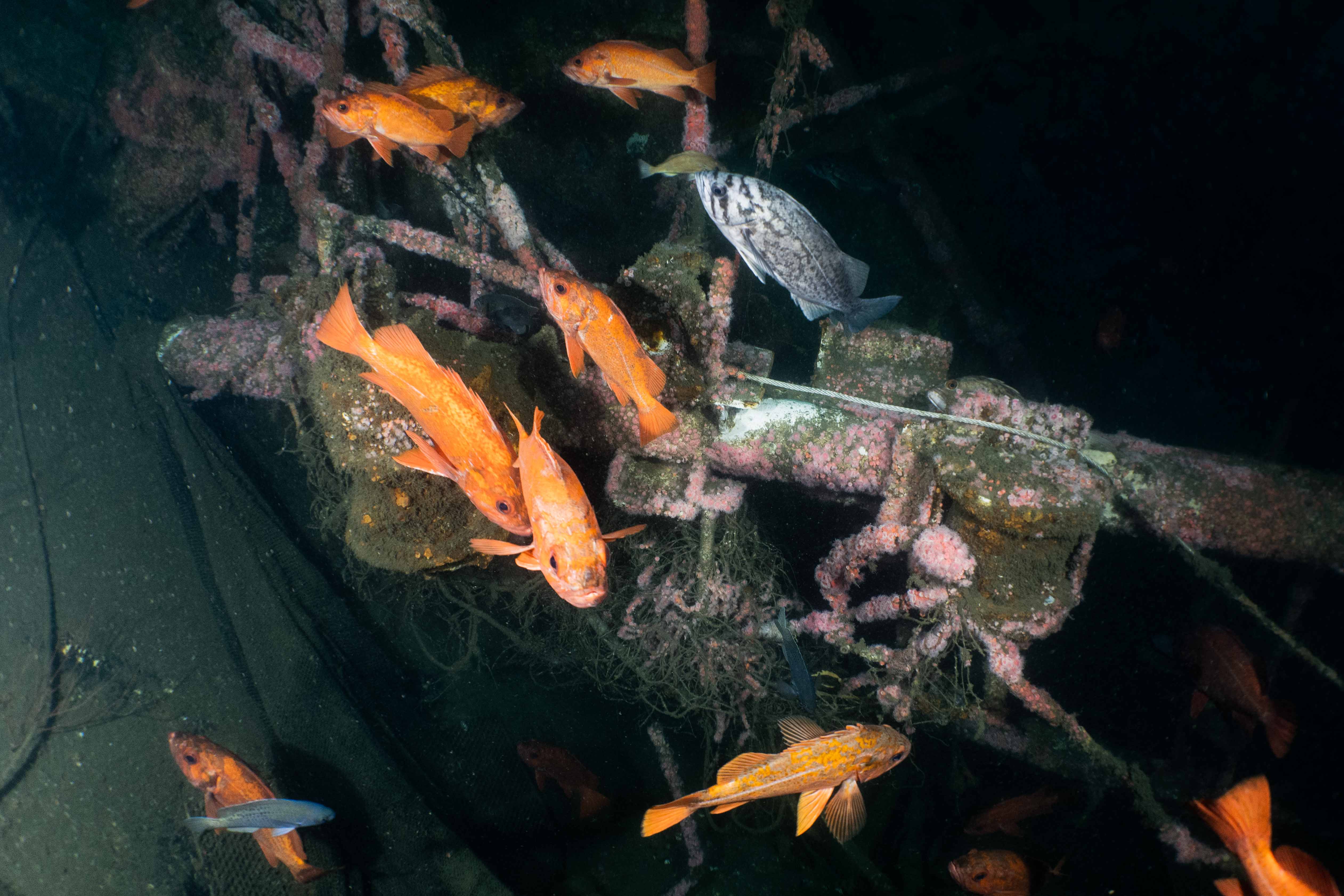 jl-01352 – Wrecked in my rEvo