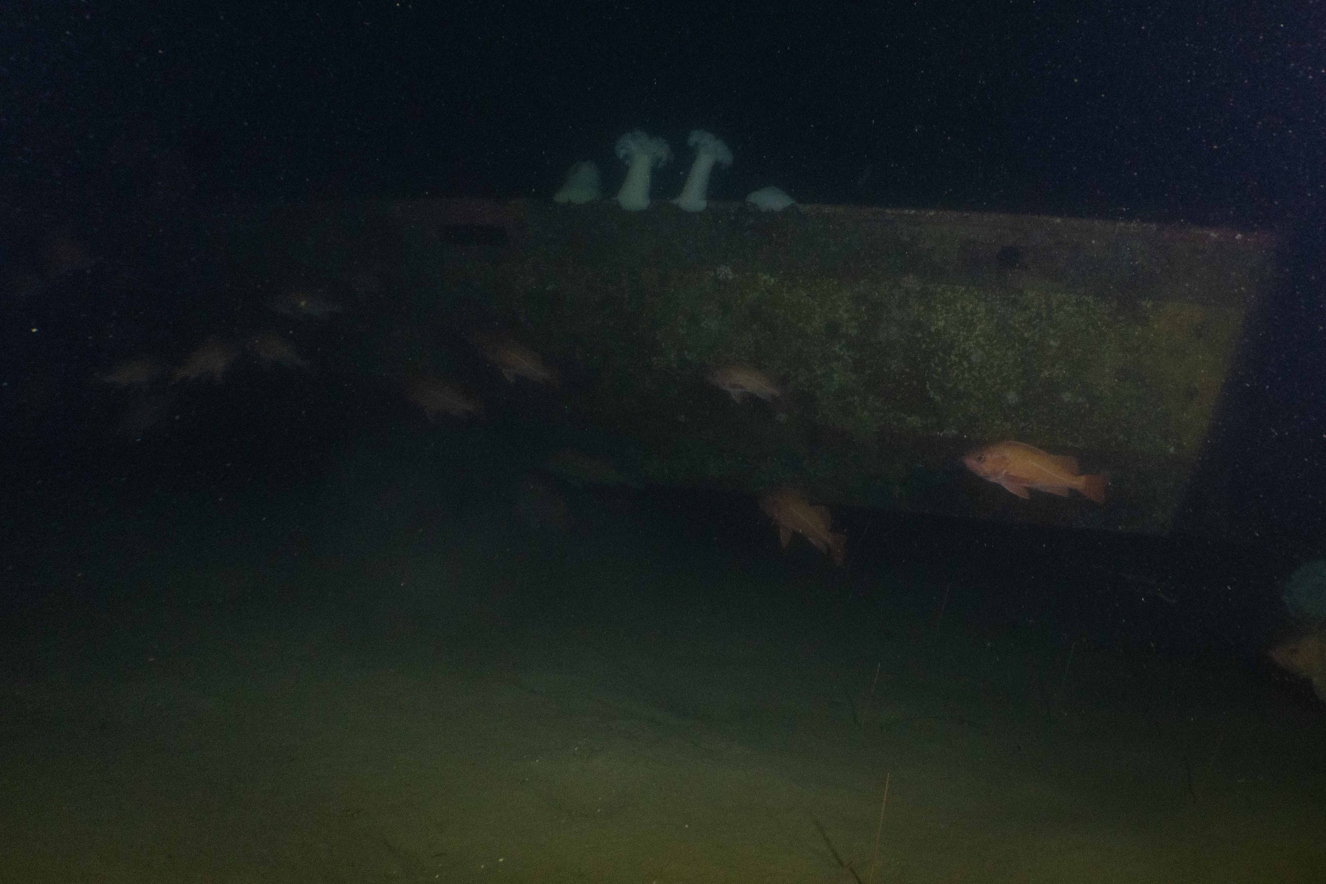 mfv-1 – Wrecked in my rEvo